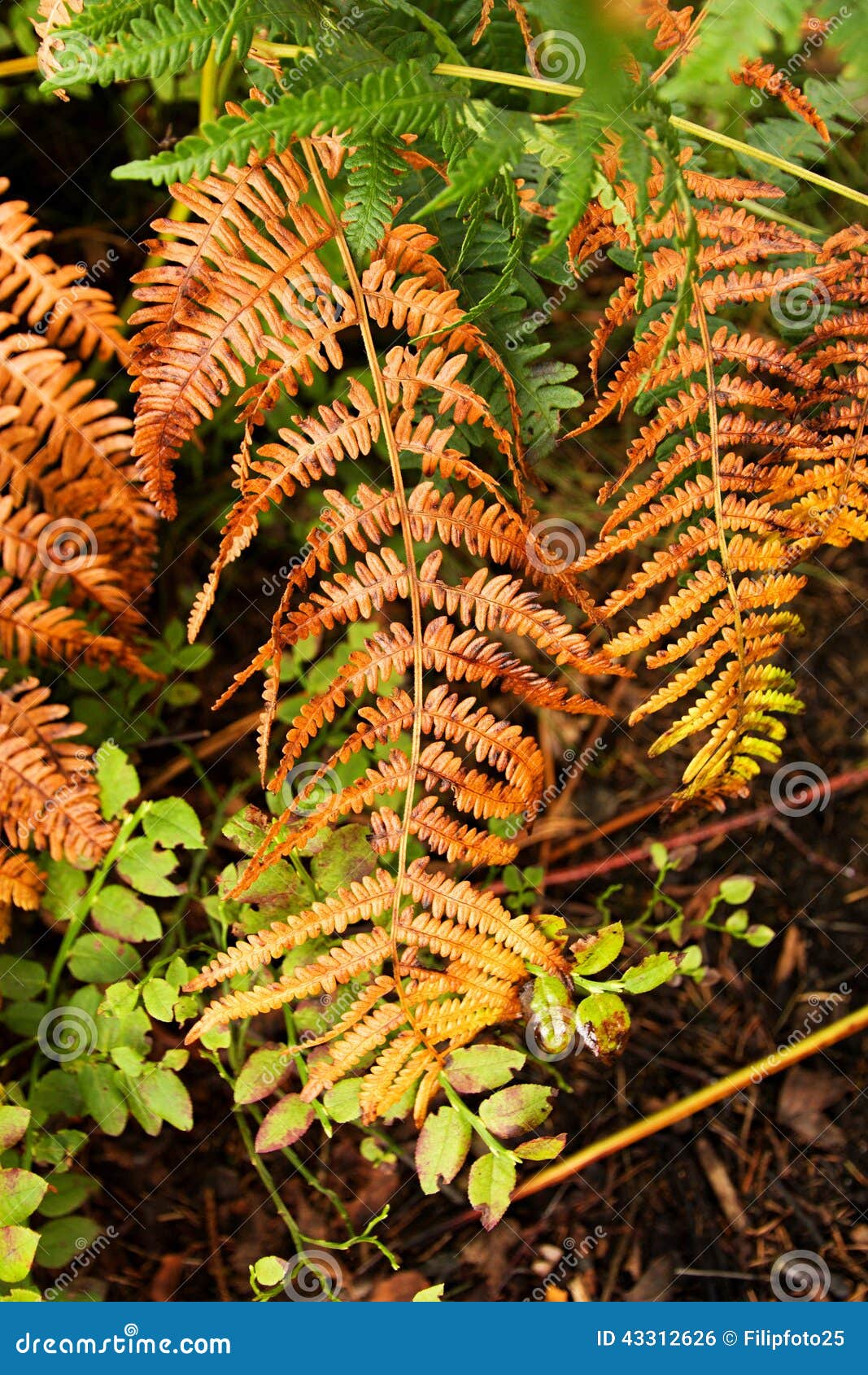 Orange fern stock photo. Image of botanical, branch, nature - 43312626