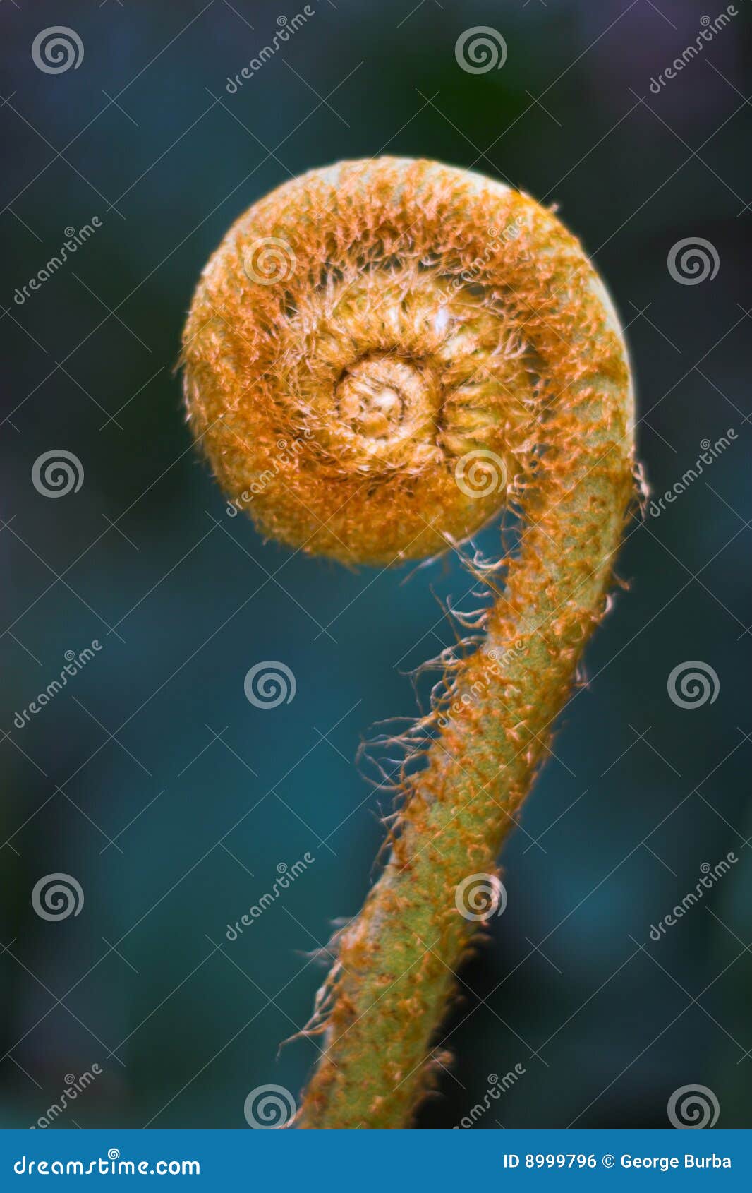 Orange fern shoot stock photo. Image of environment, green - 8999796