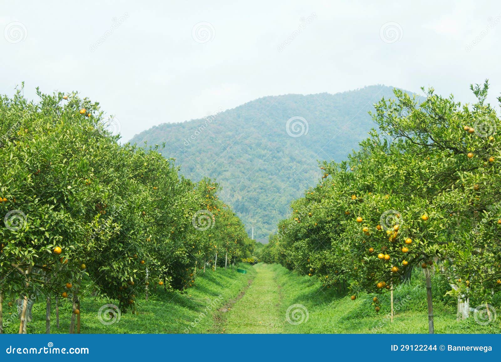Orange Field stock photo. Image of gardening, field, farmland - 29122244