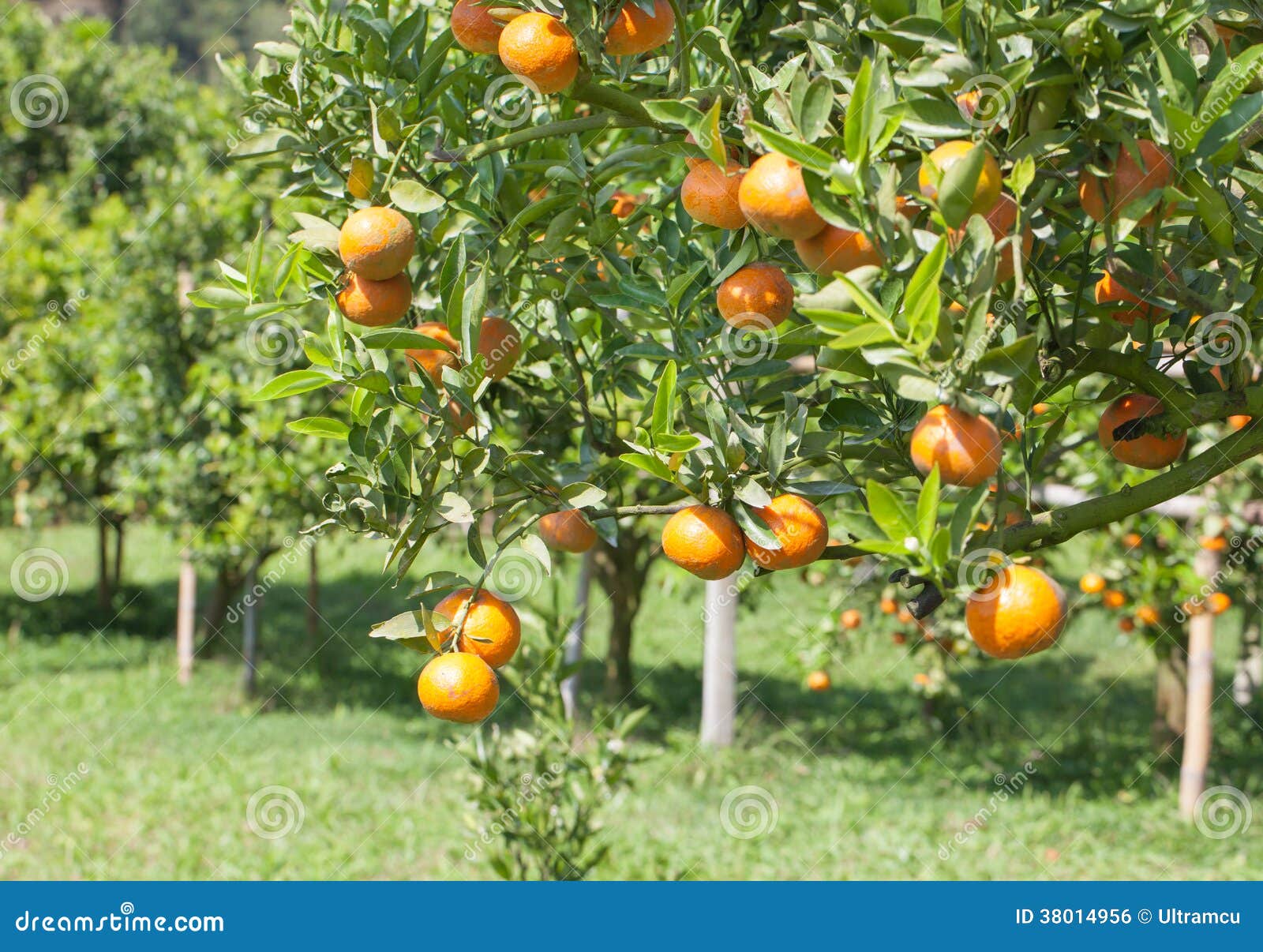 Orange field stock photo. Image of health, green, environment - 38014956
