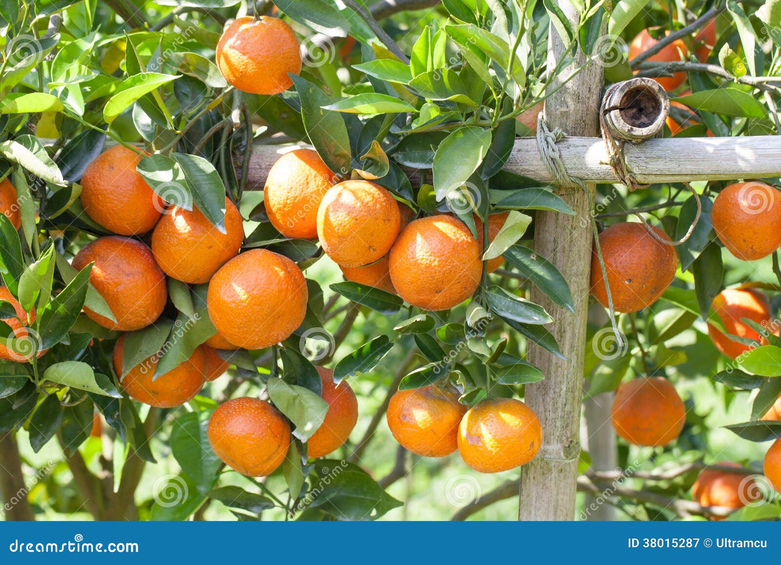 Orange field stock image. Image of crops, blossom, grove - 38015287