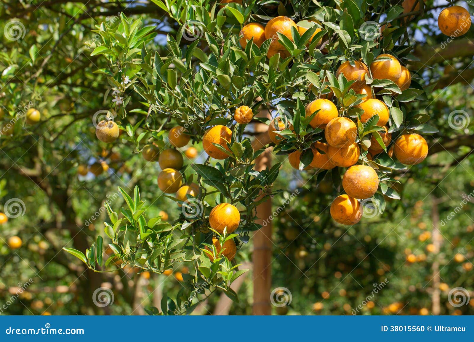 Orange field stock photo. Image of green, delicious, juice - 38015560