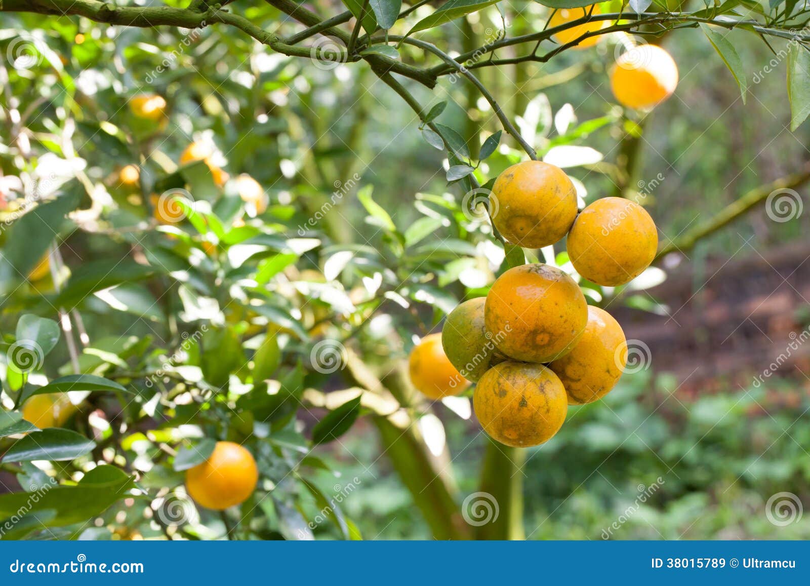 Orange field stock image. Image of juicy, grove, leaf - 38015789