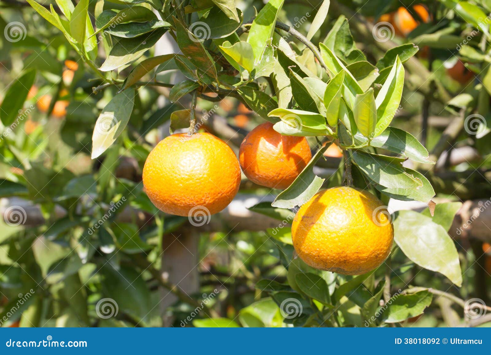 Orange field stock photo. Image of environment, fresh - 38018092