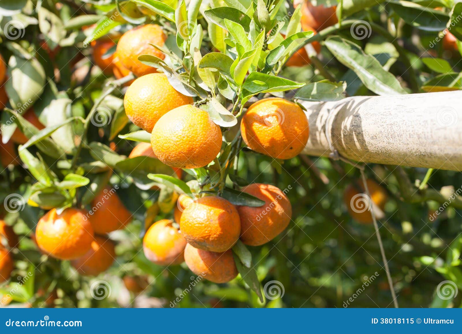 Orange field stock image. Image of green, agriculture - 38018115