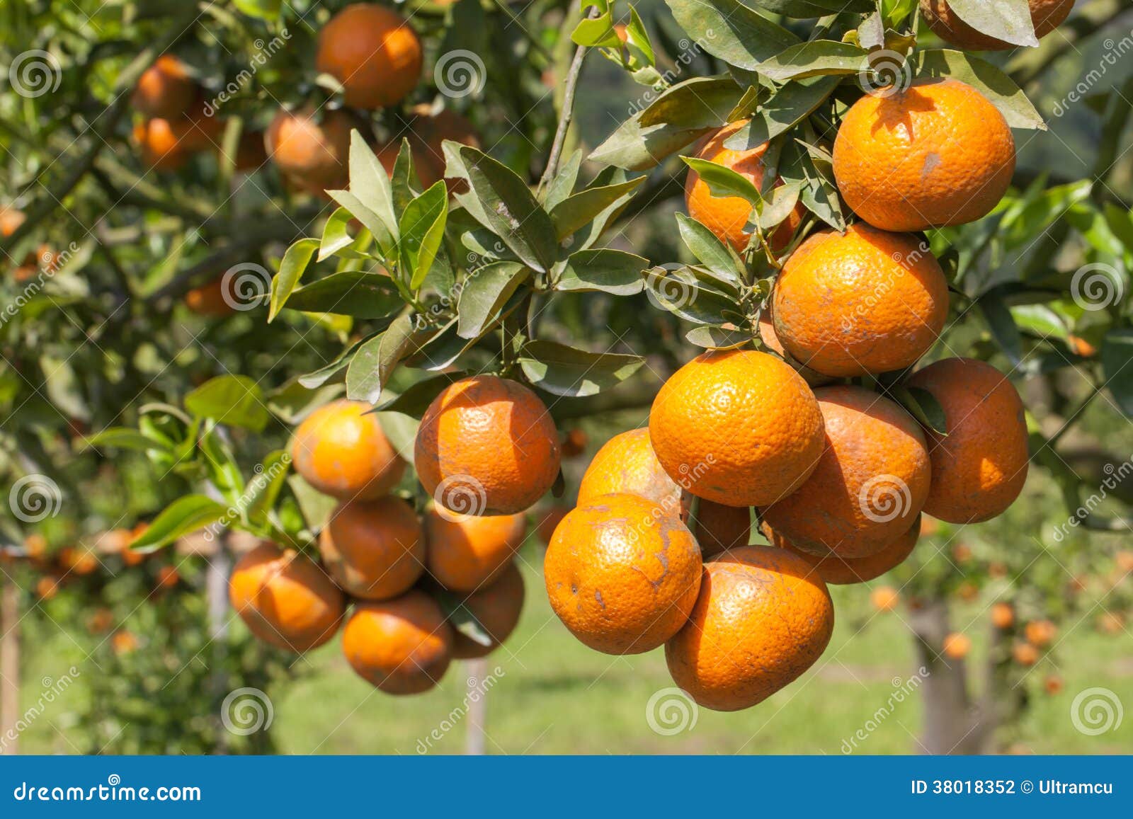Orange field stock photo. Image of natural, grove, grow - 38018352
