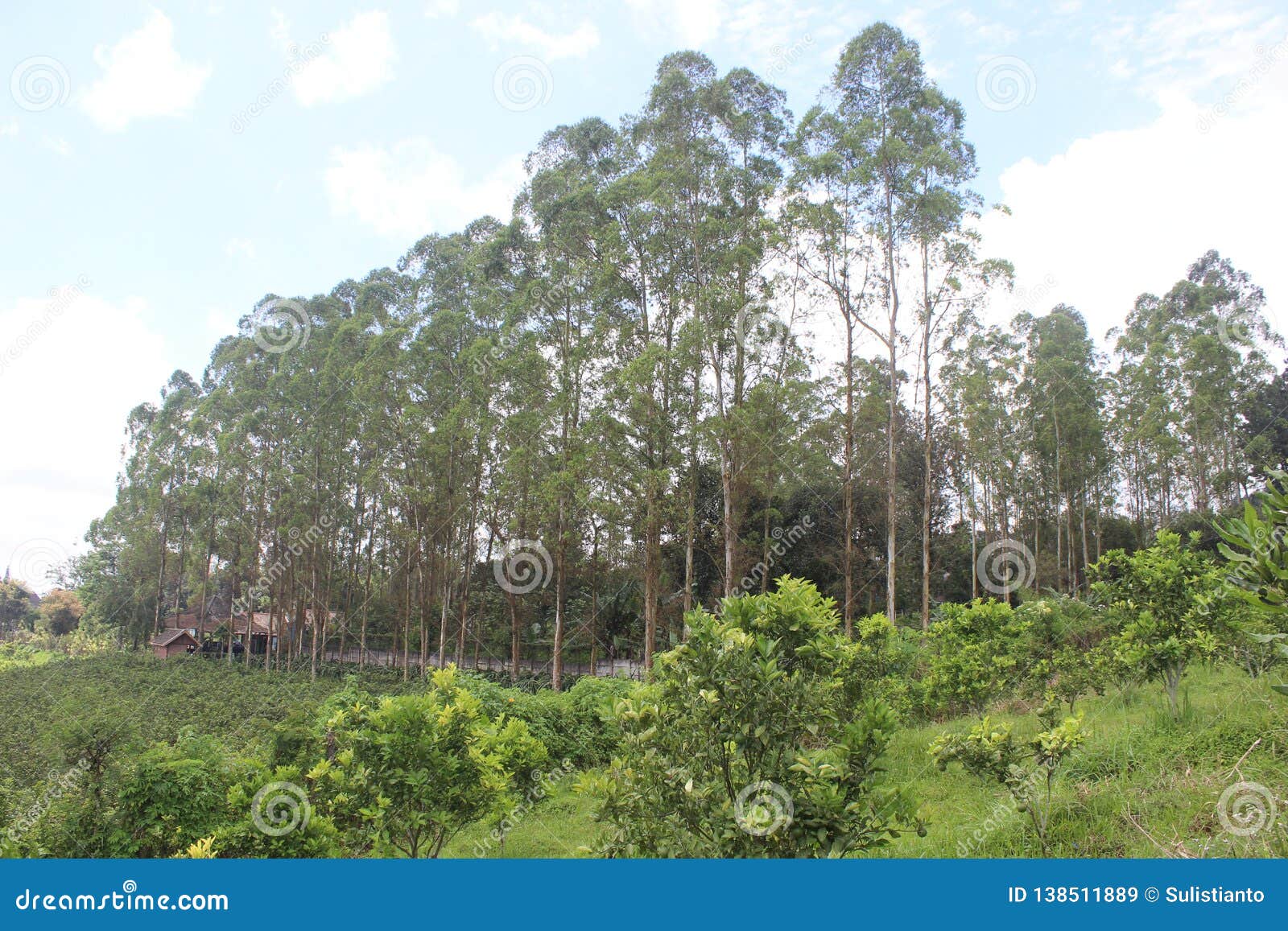 Orange Field in East Java Indonesia Stock Image - Image of landscape ...