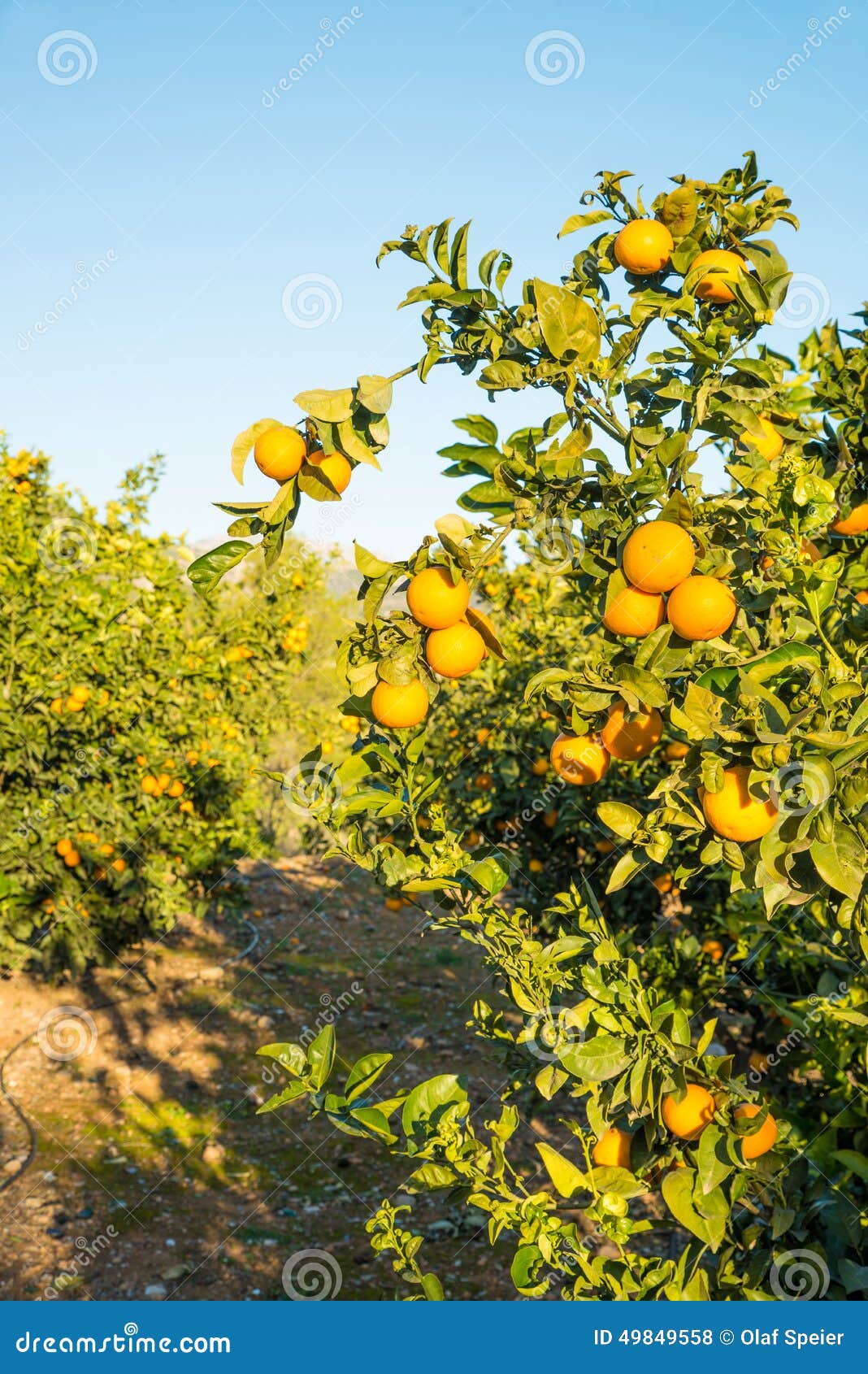 Orange field stock photo. Image of vertical, citrus, oranges - 49849558