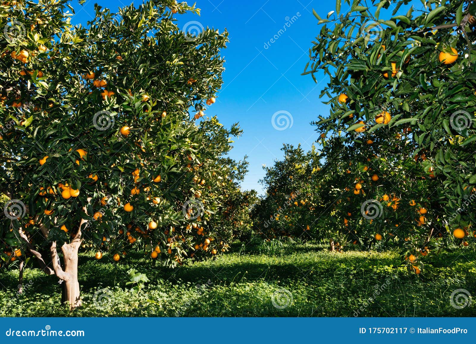 Orange field stock image. Image of nature, crop, harvesting - 175702117