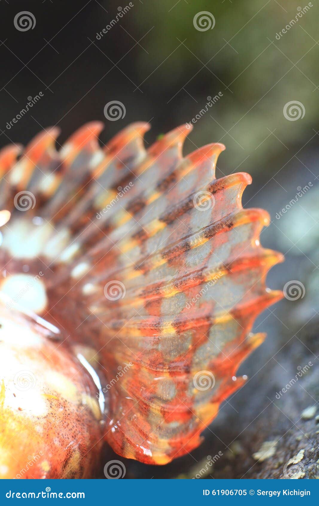 Orange fin scorpion fish stock image. Image of aquarium - 61906705