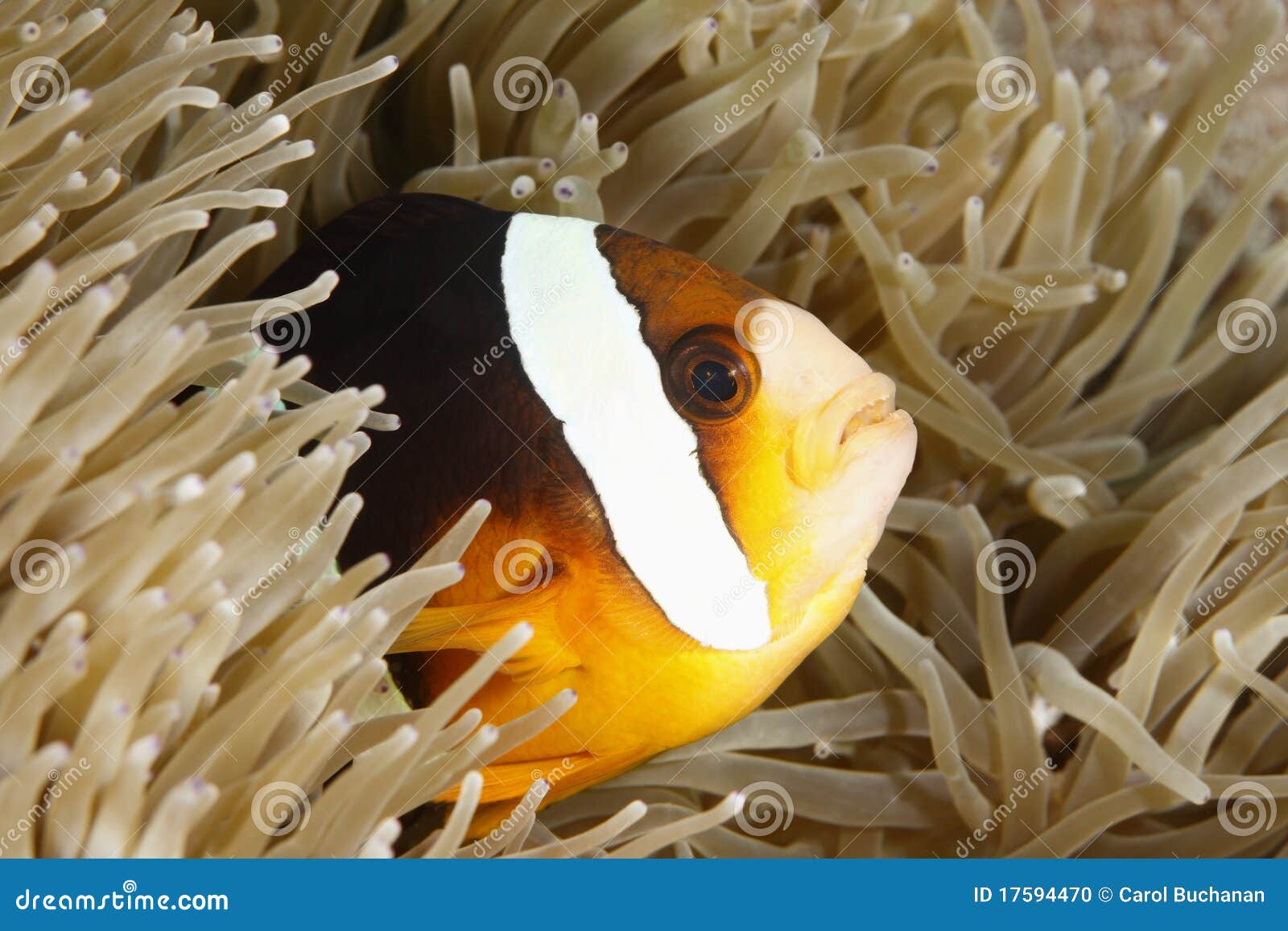 Orange-Finned Anemonefish stock photo. Image of chrysopterus - 17594470
