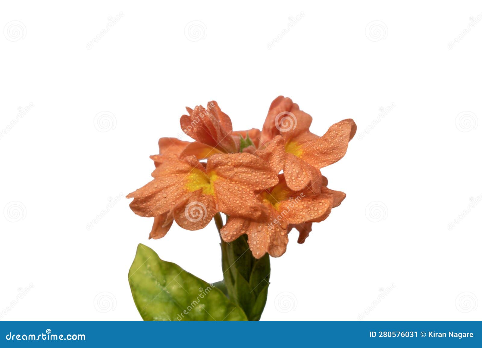 Orange Firecracker Flower ( Crossandra Infundibuliformis ) Isolated on ...