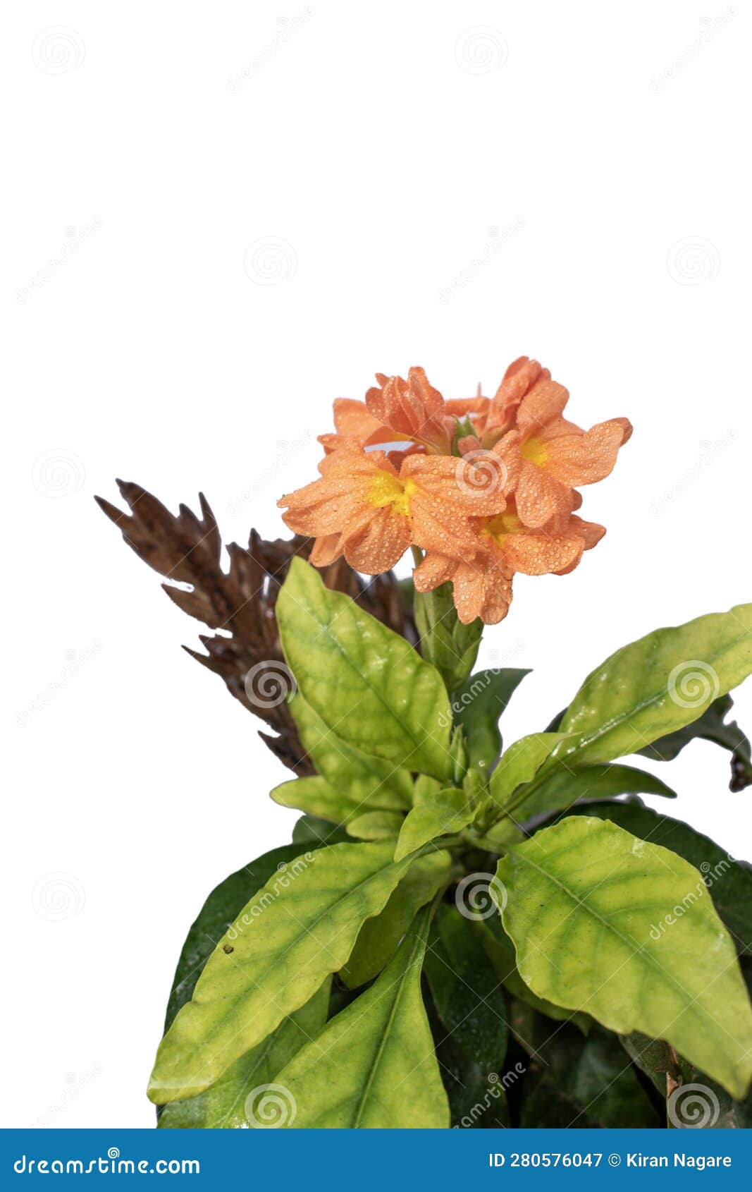 Orange Firecracker Flower ( Crossandra Infundibuliformis ) Isolated on ...