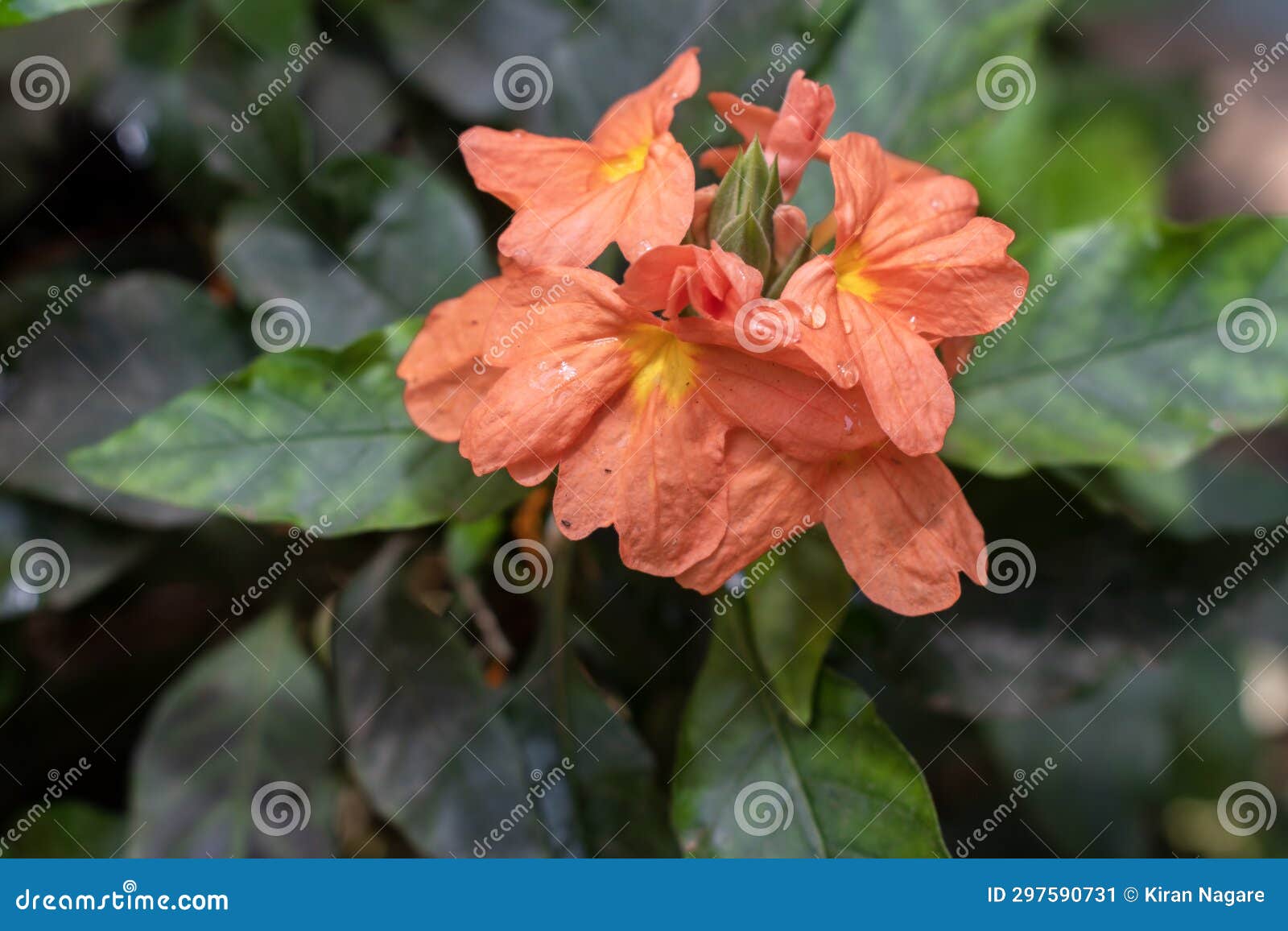 Orange Firecracker Flowers with Green Natural Background Stock Image ...