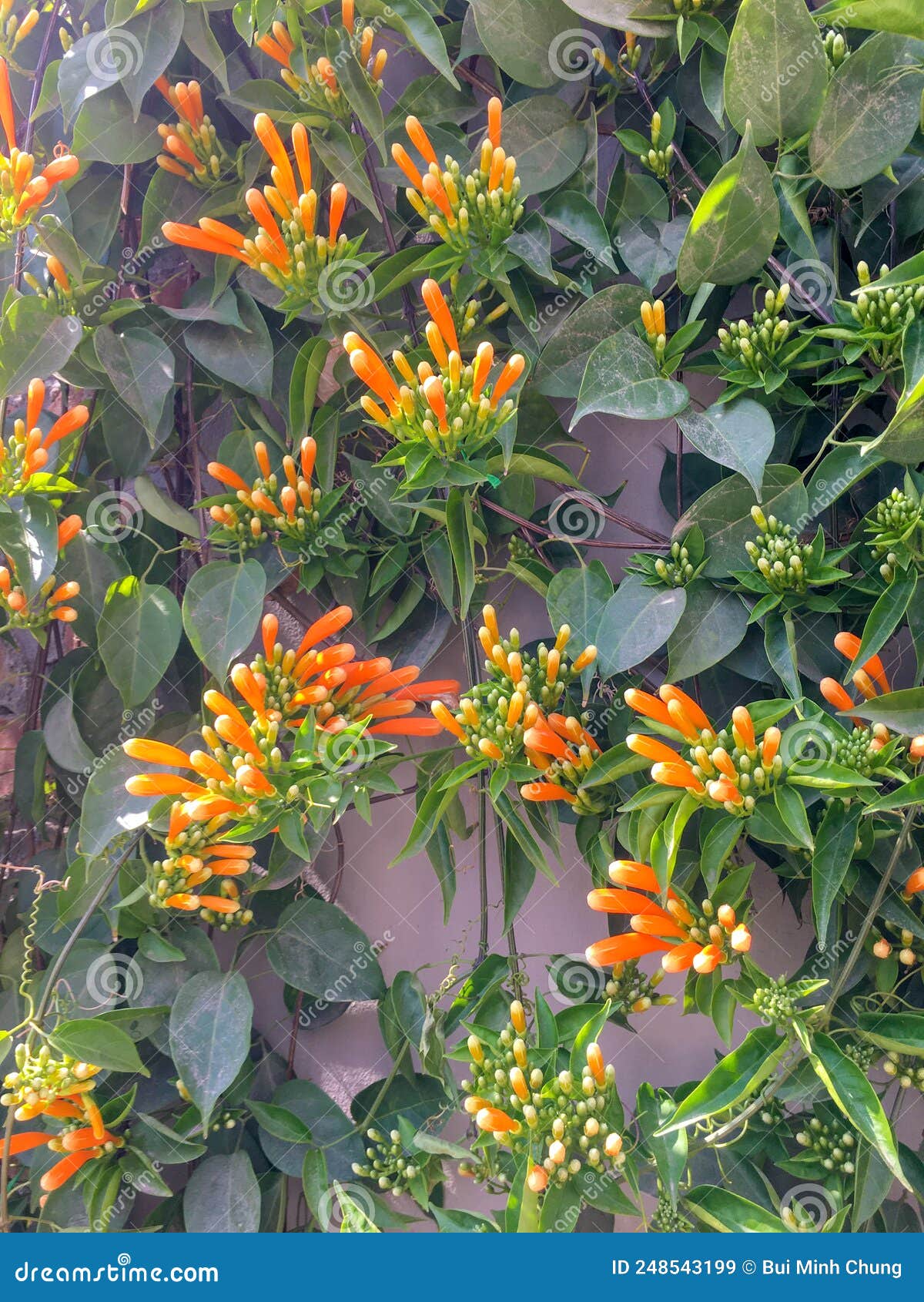 Orange Firecracker Flowers Growing Stock Image - Image of background ...