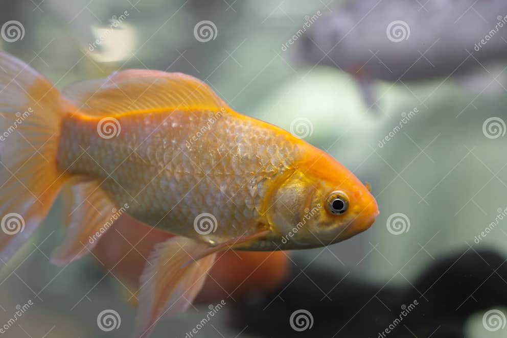 Orange Fische stockbild. Bild von bunt, paare, luftblasen - 35212825