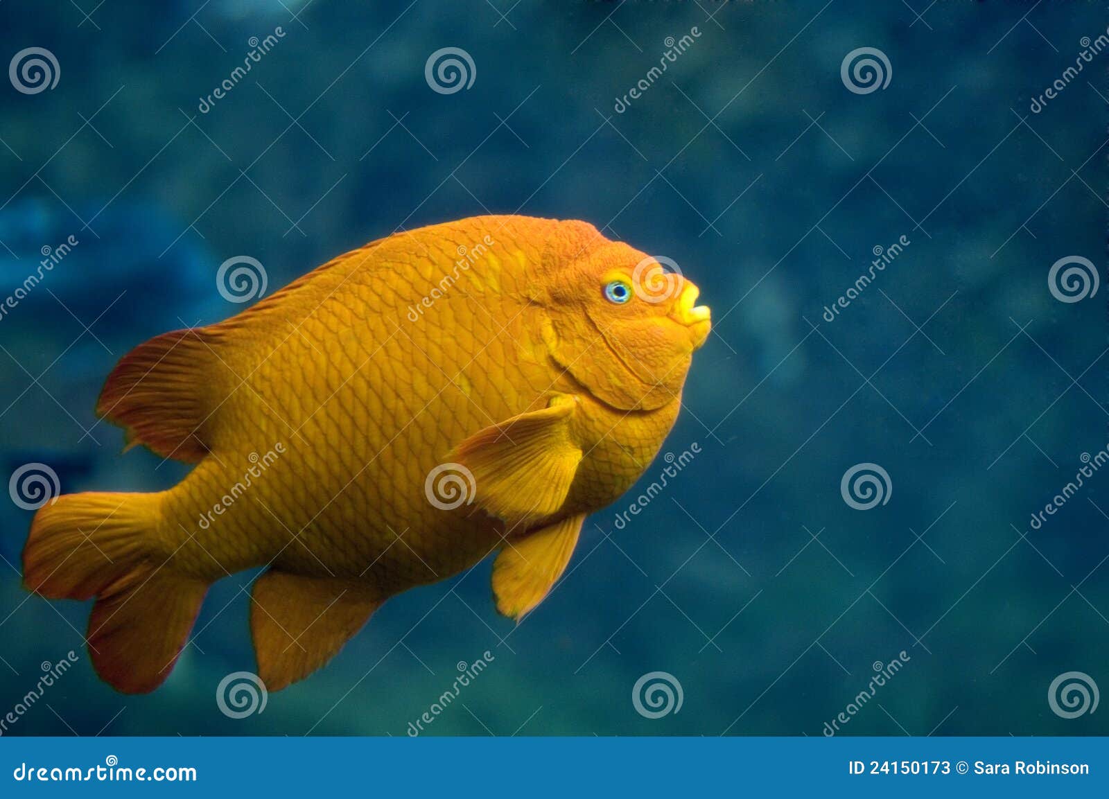 Orange Fish stock image. Image of pacific, marine, orange - 24150173