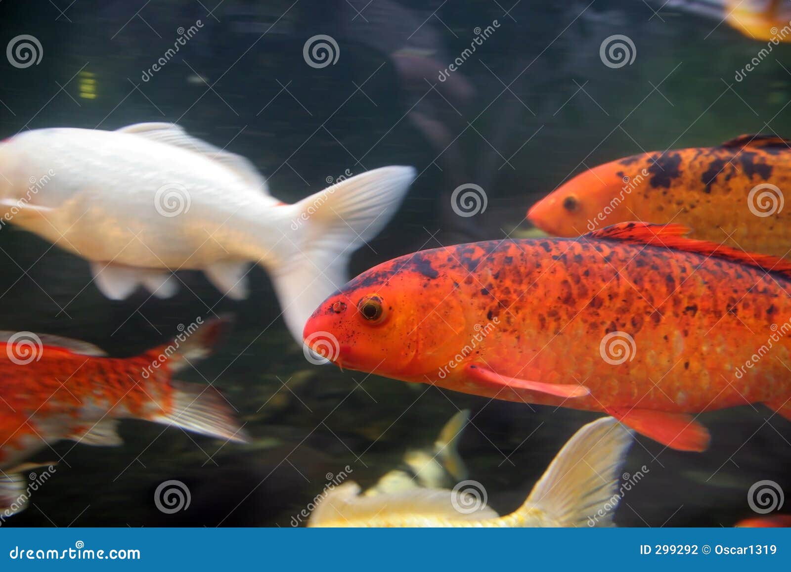 Orange fish stock photo. Image of gold, creek, motions - 299292