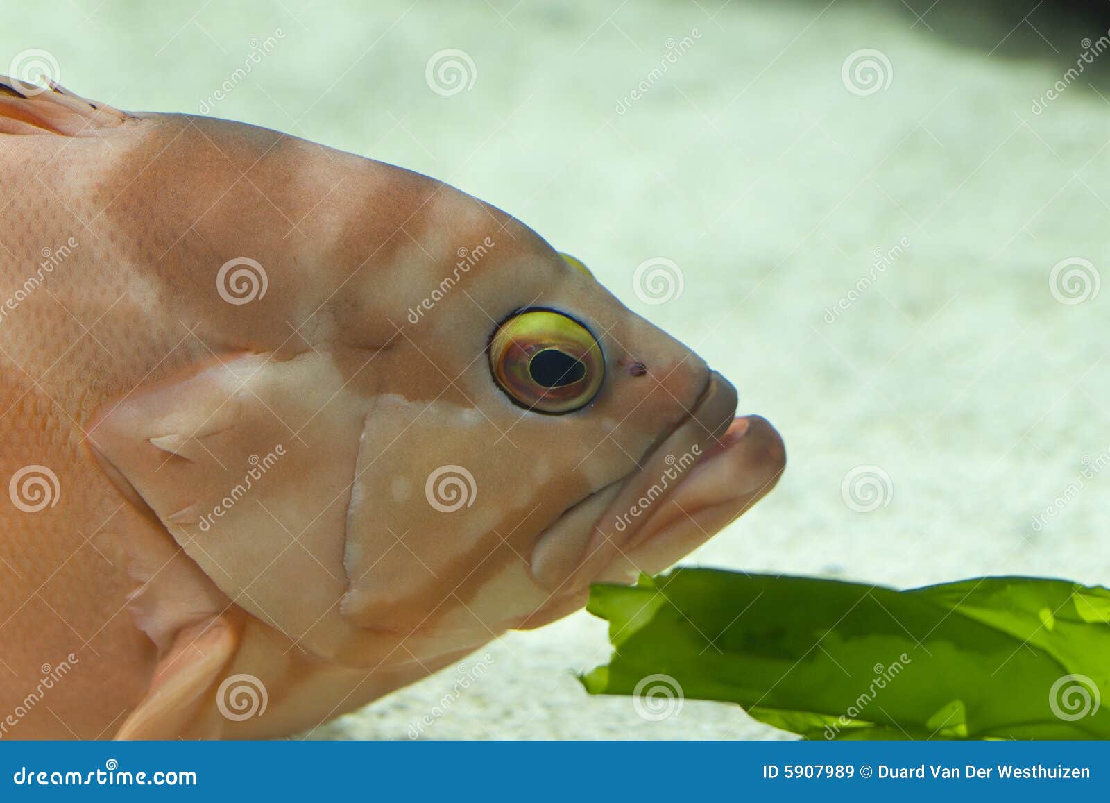 Orange fish stock image. Image of hardcoral, aquatic, colony - 5907989