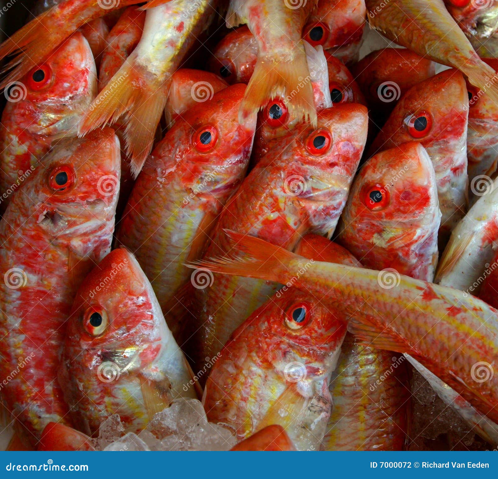 Orange Fish Among The Bubbles In The Aquarium. Cichlasoma Severum ...