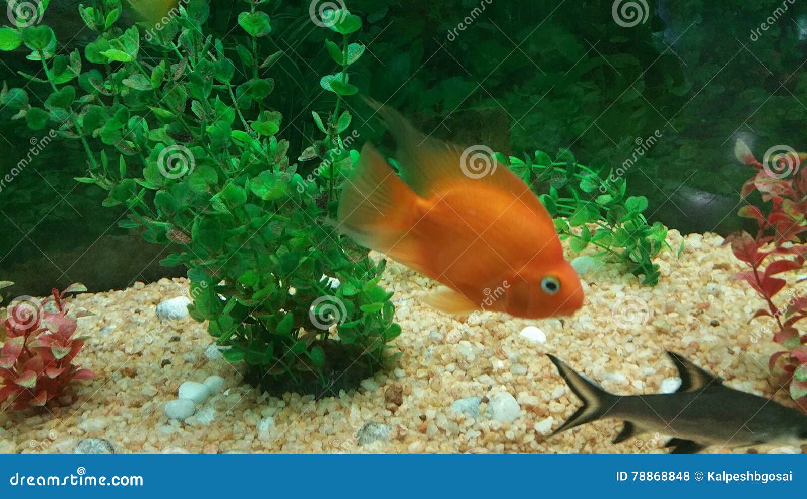 Orange fish in aquarium stock photo. Image of creature - 78868848