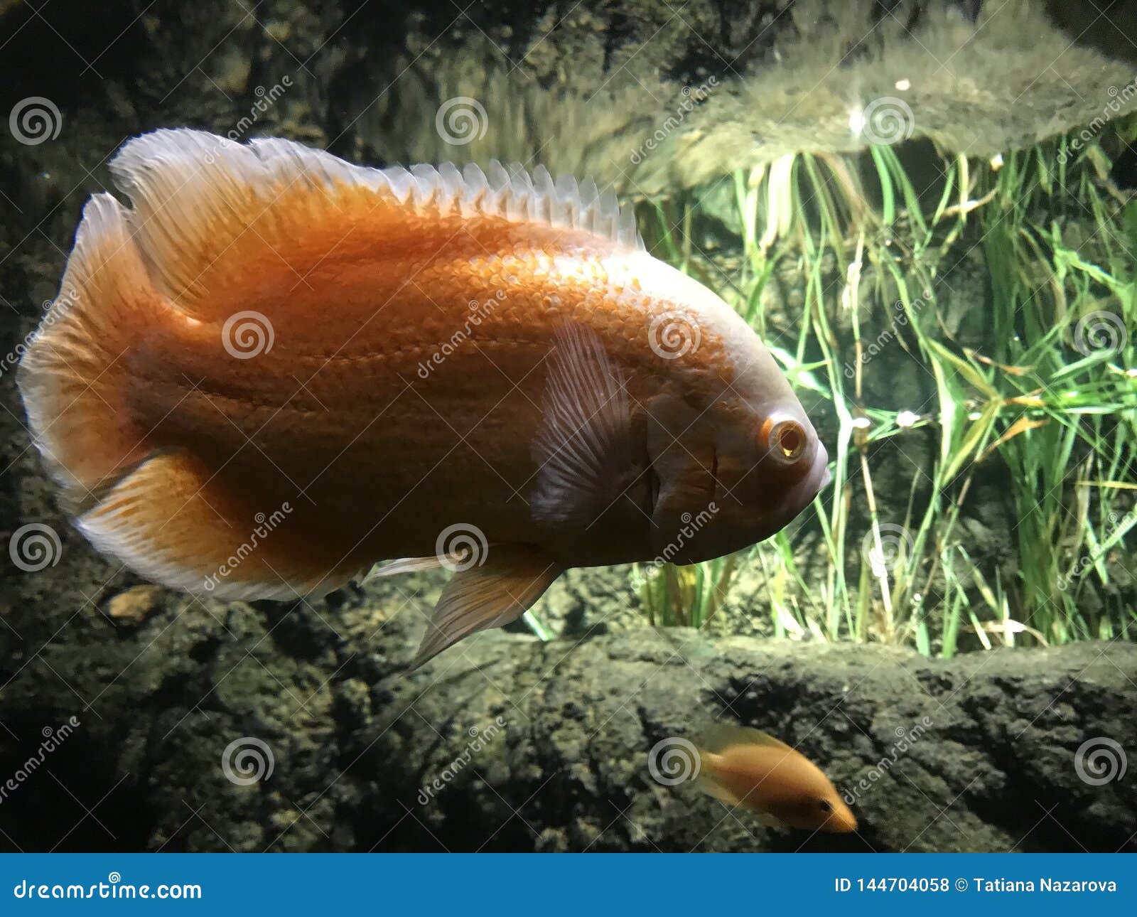 Orange Fish in the Aquarium. Stock Photo - Image of aquarium, nature ...