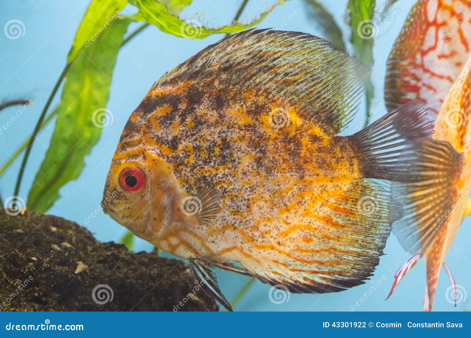 Orange fish in aquarium stock photo. Image of decorate - 43301922