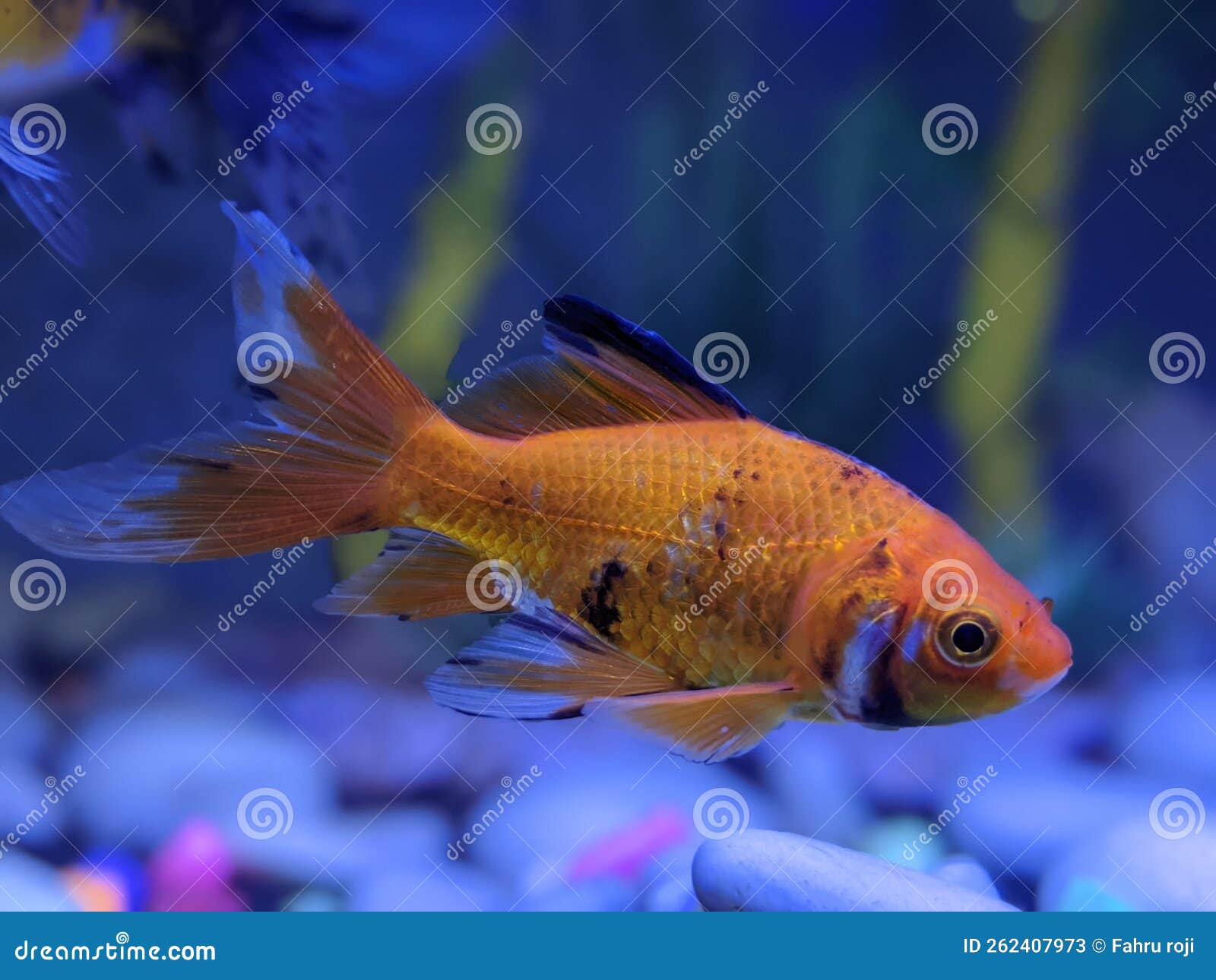 The Orange Fish in Aquarium Photo Potrait Mode Stock Image - Image of ...