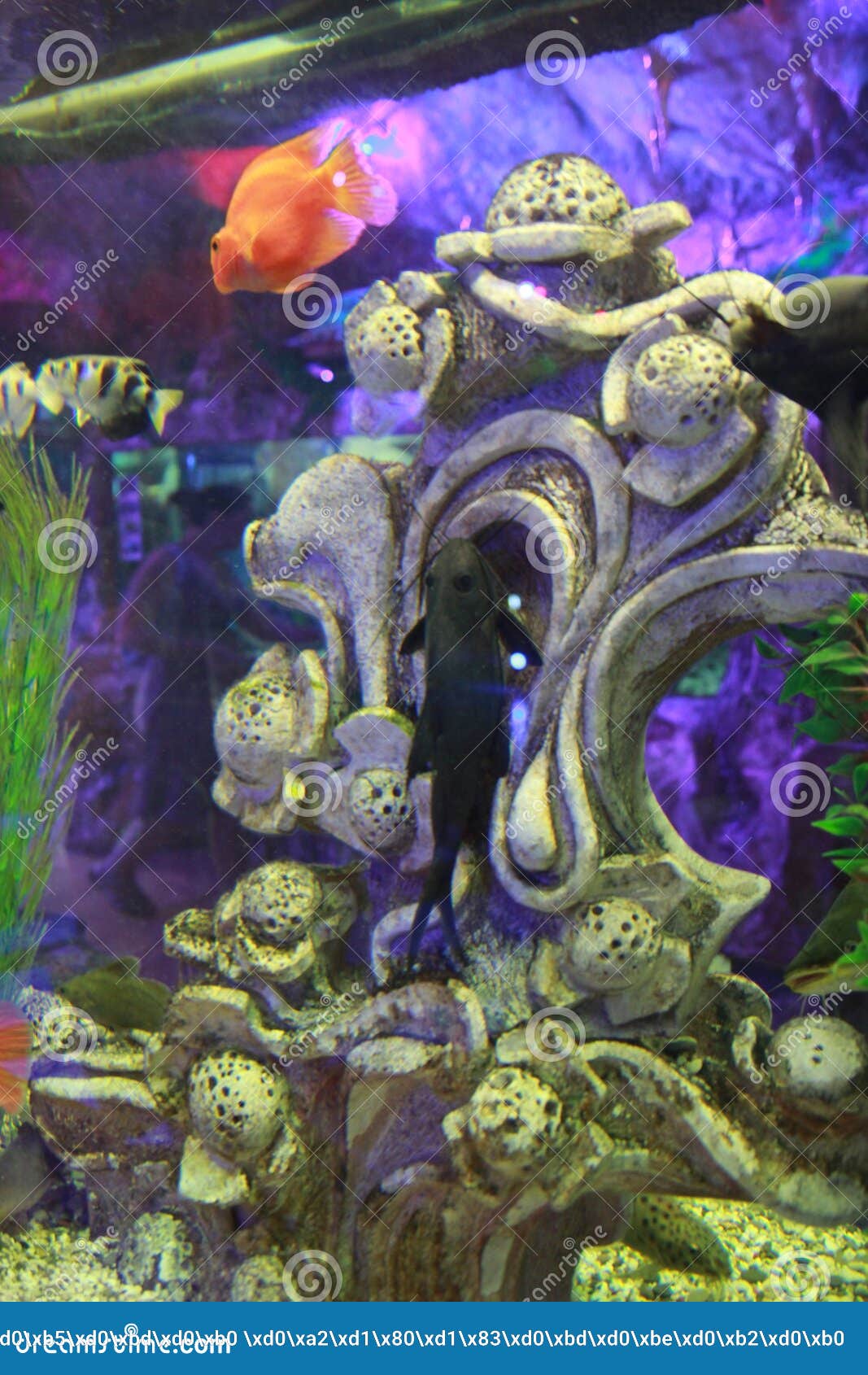 Orange Fish in the Aquarium, Underwater World. Aquarium Fish Comet ...