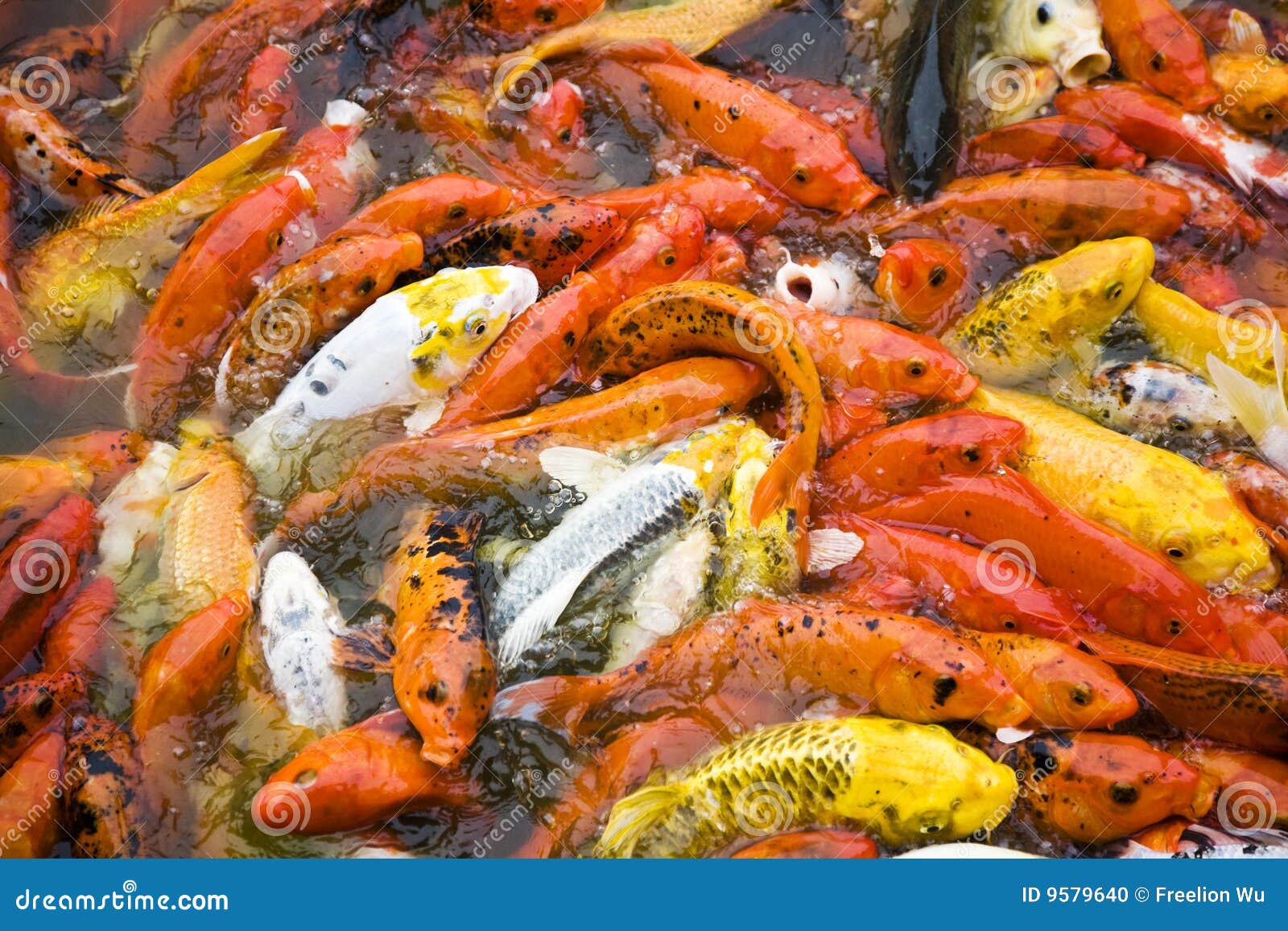 Orange fish background stock photo. Image of dance, orange - 9579640