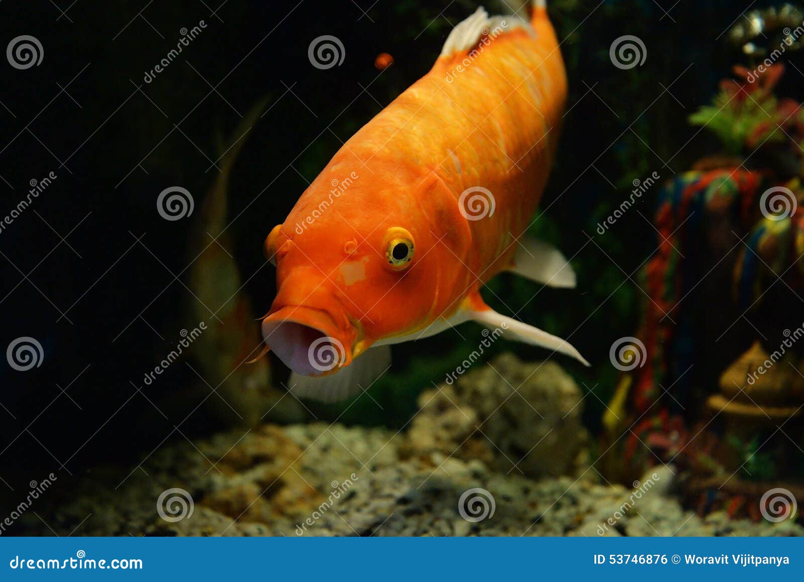 Orange Fish stock photo. Image of aquarium, bright, tank - 53746876