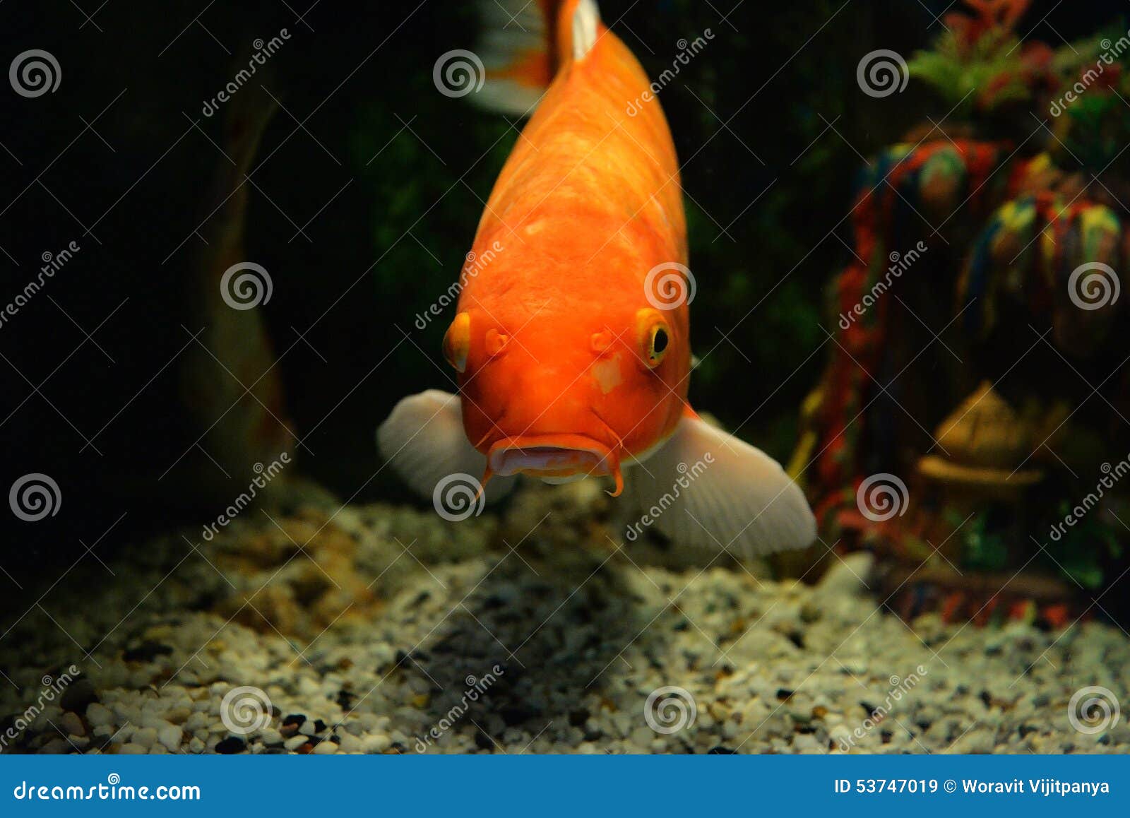 Orange Fish stock image. Image of fauna, tank, water - 53747019