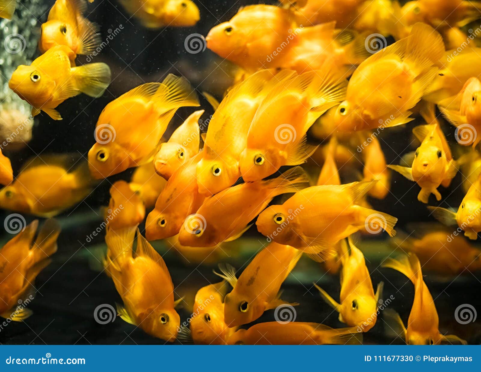 Orange Fish Blood Parrot Cichlid in Aquarium Stock Photo - Image of ...
