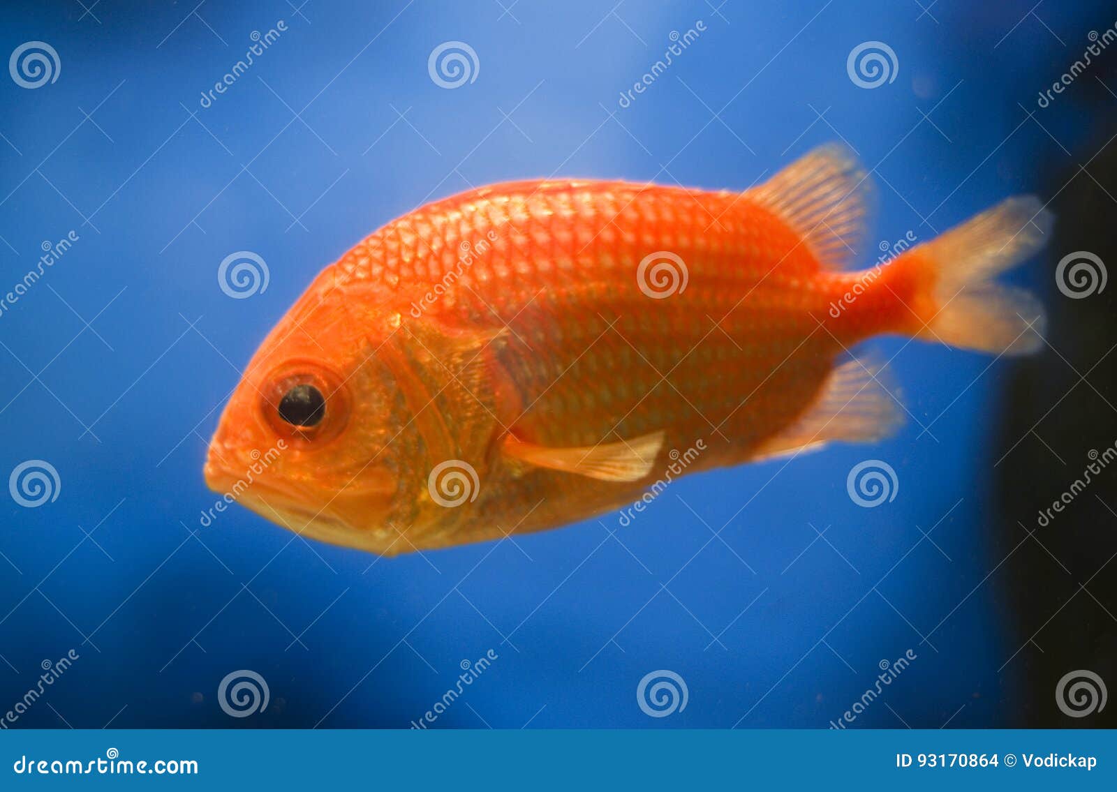 Orange fish stock photo. Image of miles, ocean, fish - 93170864