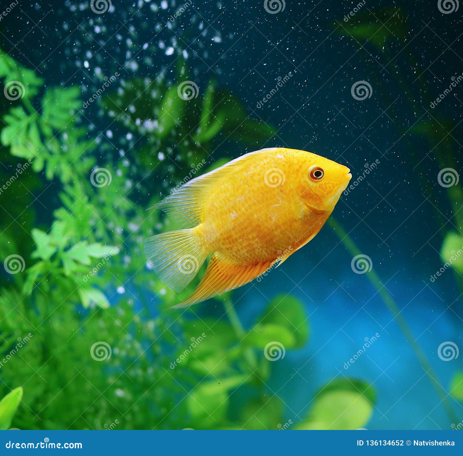 Orange Fish among the Bubbles in the Aquarium. Cichlasoma Severum ...