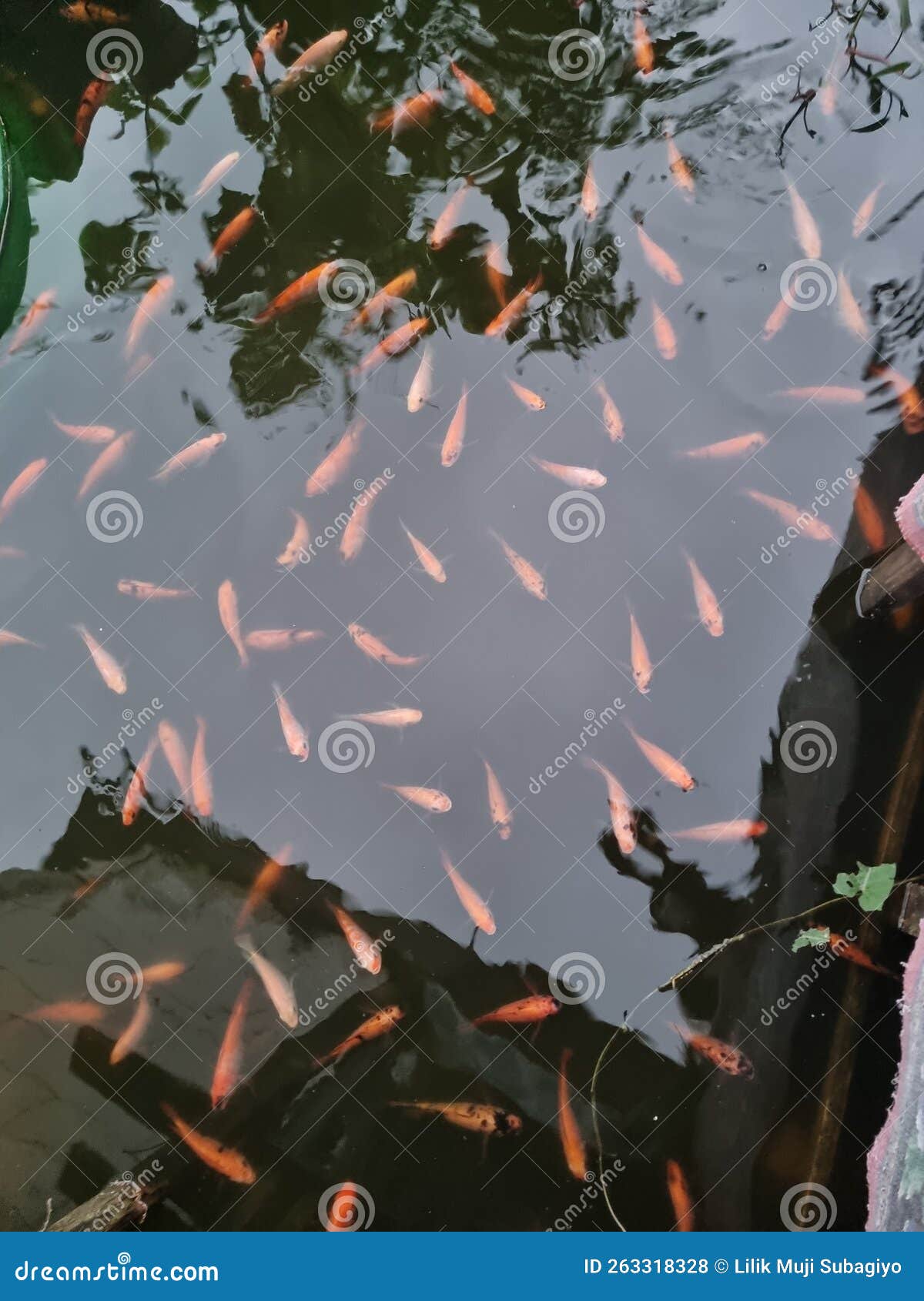 Orange fish clones stock photo. Image of screenshot - 263318328