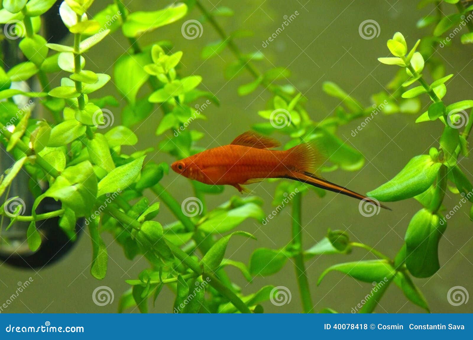 Orange fish stock photo. Image of cool, clear, liquid - 40078418