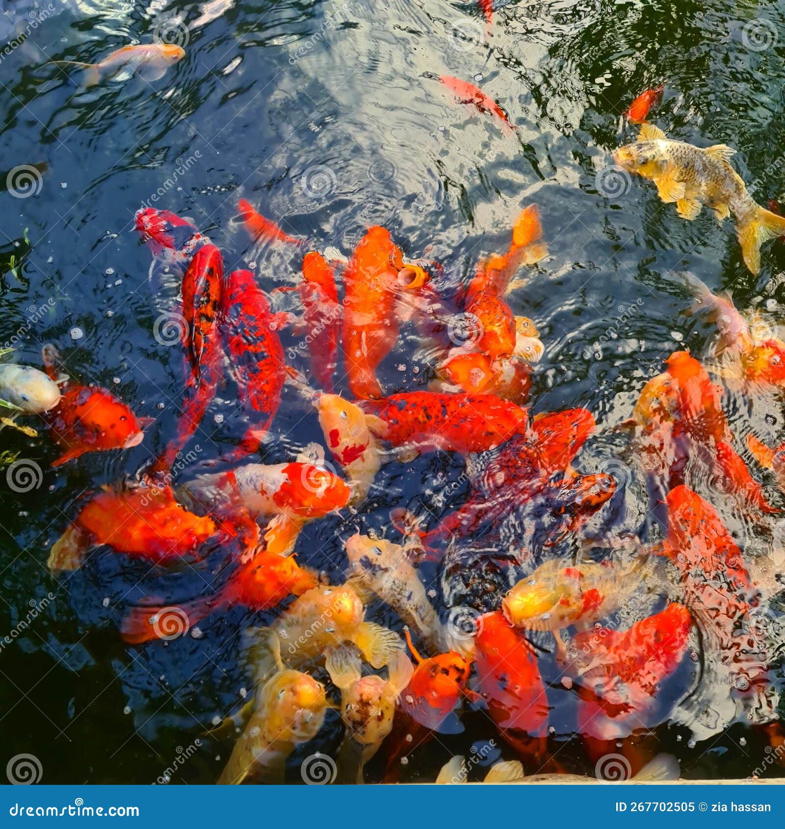 Koi Fish Crowd Royalty-Free Stock Photo | CartoonDealer.com #140701575