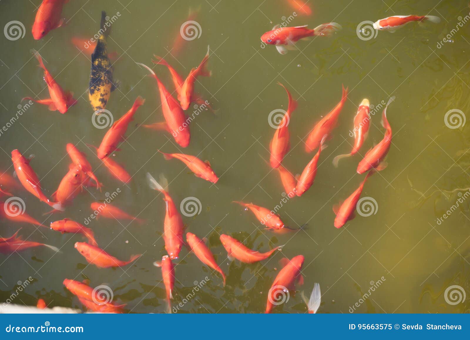 Orange Fish in a Lake. Common Goldfish in a Pond Stock Image - Image of ...