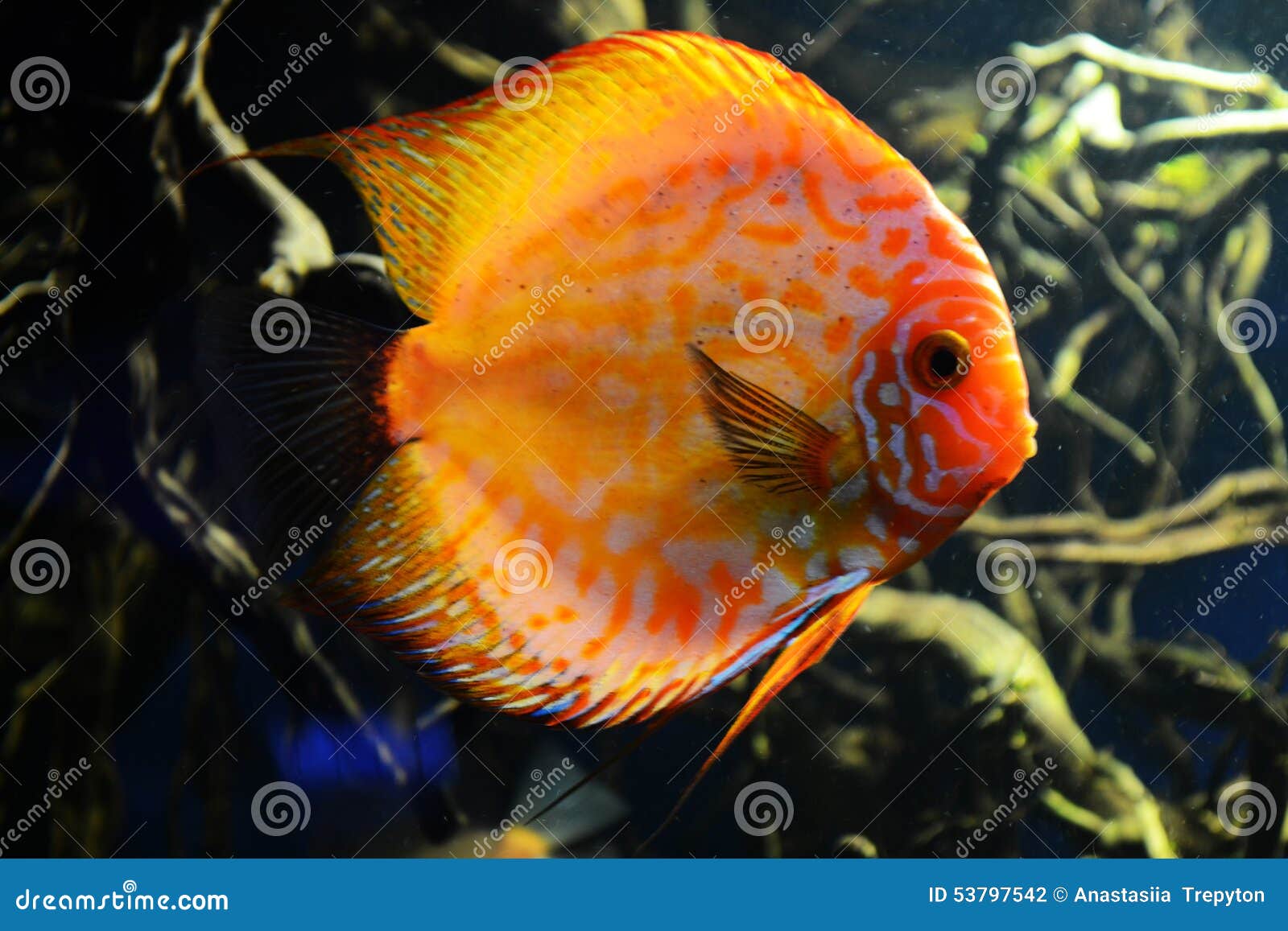 Orange fish stock photo. Image of oceanarium, orange - 53797542