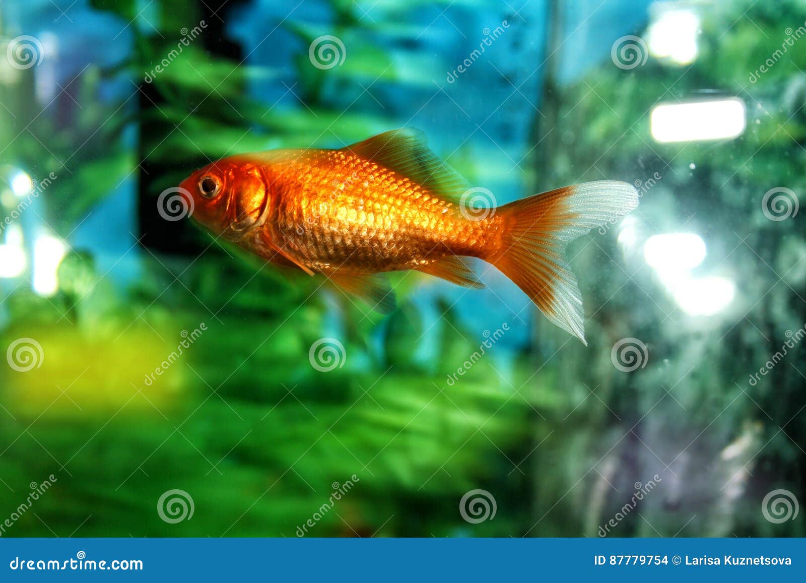 Orange fish stock photo. Image of orange, water, side - 87779754