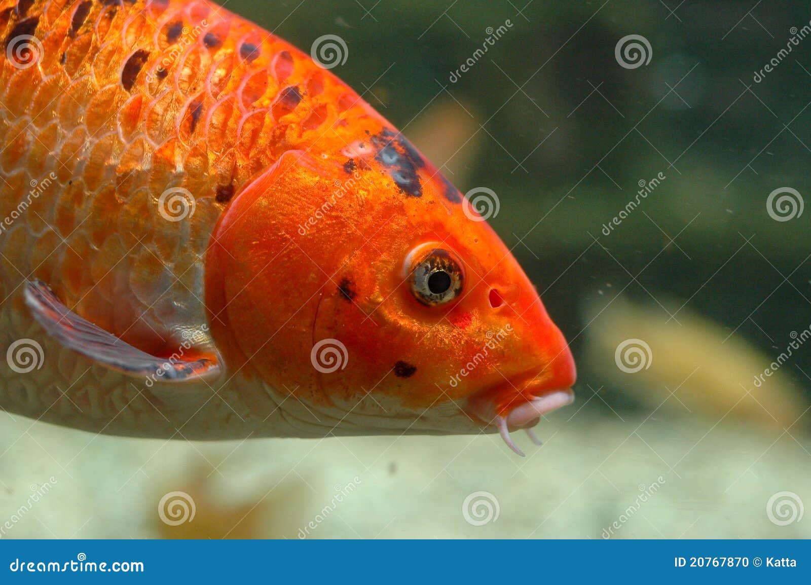 Orange fish underwater stock photo. Image of swimming - 20767870