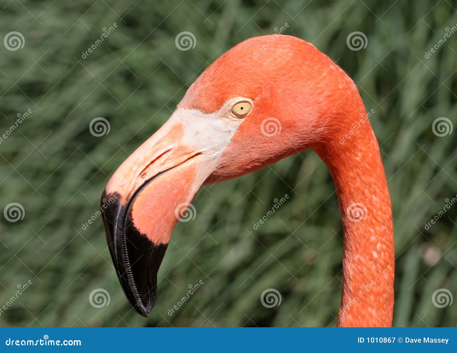 Orange Flamingo head shot stock image. Image of close - 1010867