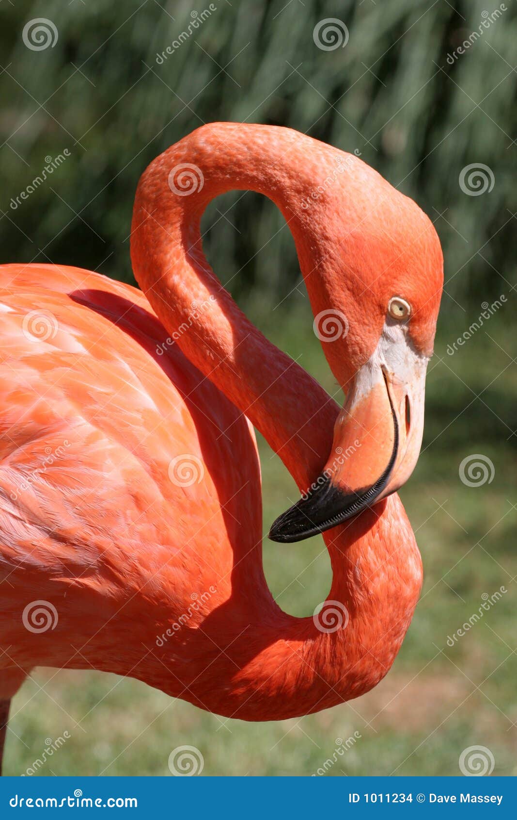Orange Flamingo with S Shaped Neck Stock Photo - Image of animal, pink ...