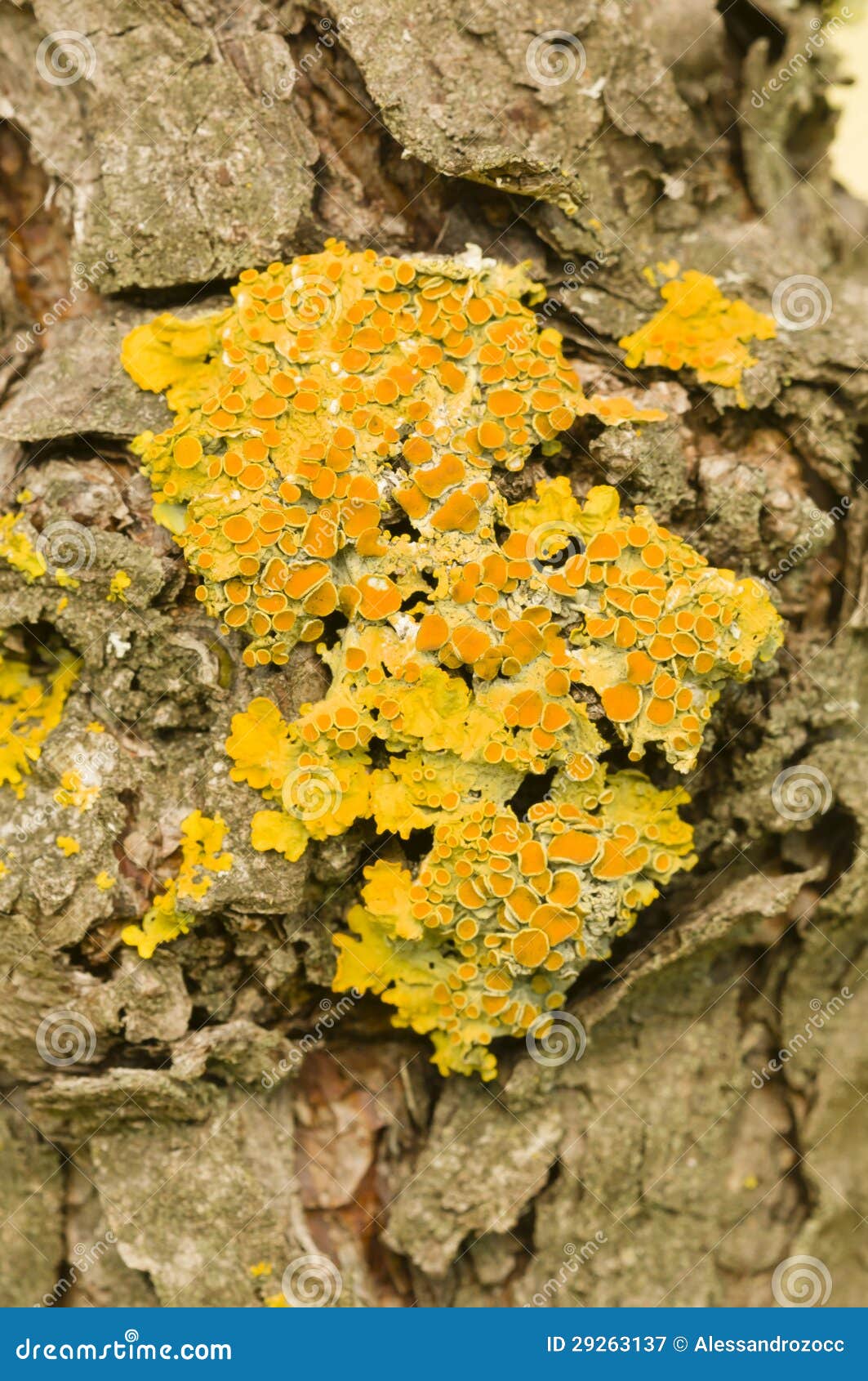 Orange Flechte Auf Baumrinde Stockbild - Bild von flechte, alge: 29263137