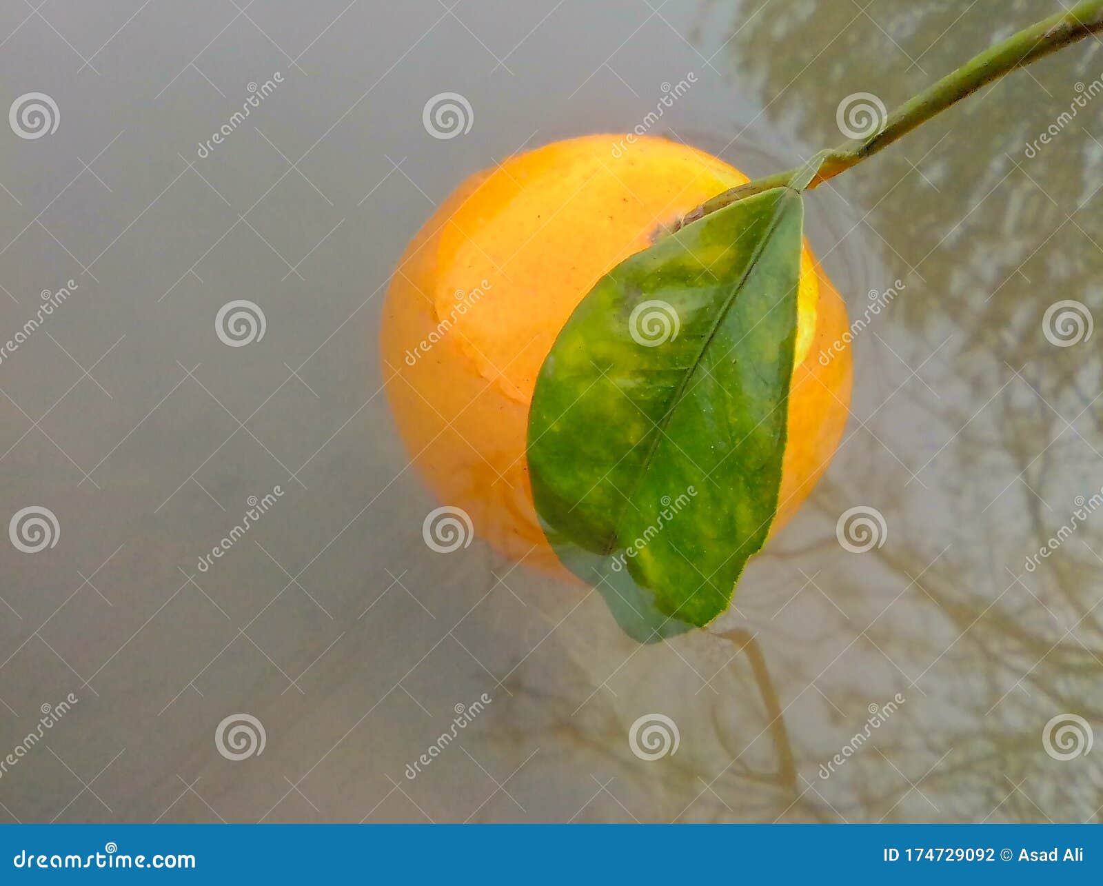 Orange floating on water stock photo. Image of pond - 174729092
