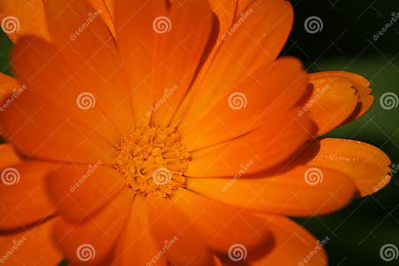 Orange flower stock image. Image of color, botanical, flower - 12903