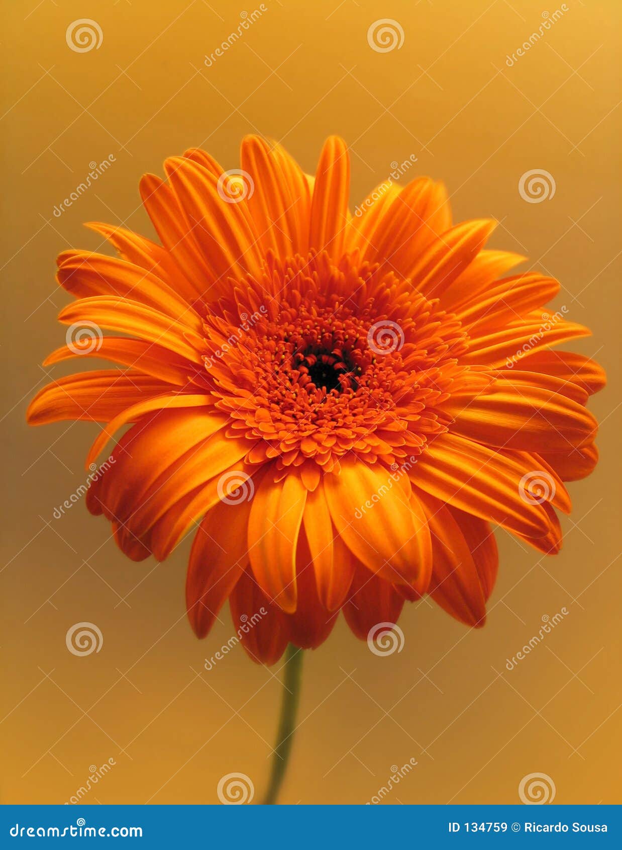 Orange flower stock image. Image of green, gerbera, leaf - 134759