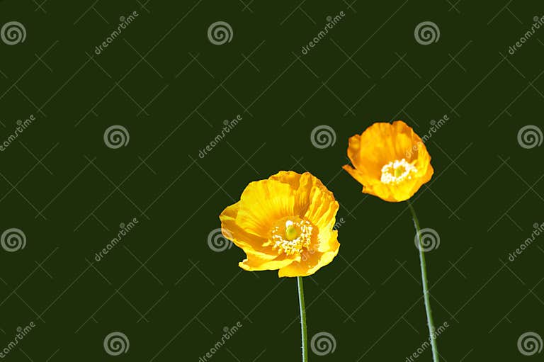 Orange flower stock image. Image of nature, detail, bloom - 26760097