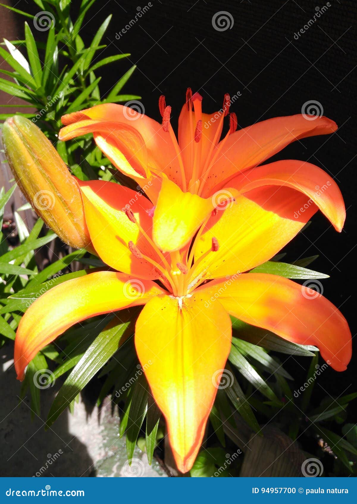 Orange flower stock photo. Image of plants, nature, flowers - 94957700